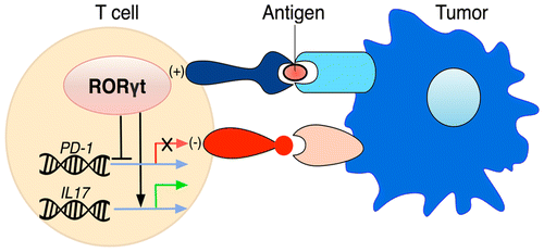 Synthetic RORγt Agonists Enhance Protective Immunity,ACS Chemical ...