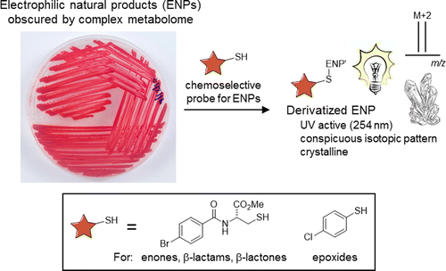 Thiol Probes To Detect Electrophilic Natural Products Based on Their Mechanism of Action,ACS ...