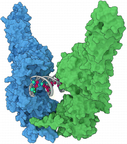靶向STAT3治疗癌症的策略和方法,ACS Chemical Biology - X-MOL