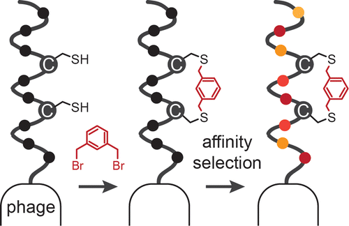 Phage Selection of Chemically Stabilized α-Helical Peptide Ligands,ACS ...