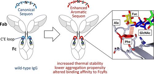 Stabilizing the CH2 Domain of an Antibody by Engineering in an Enhanced ...