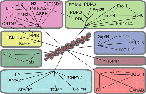 Mapping and Exploring the Collagen-I Proteostasis Network,ACS Chemical ...