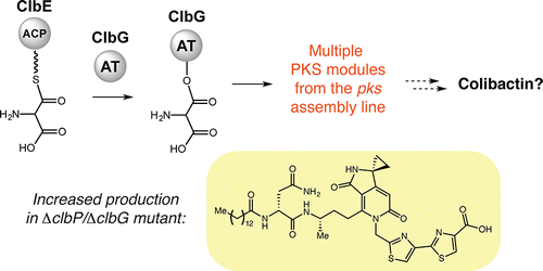 Characterization of Polyketide Synthase Machinery from the pks Island ...