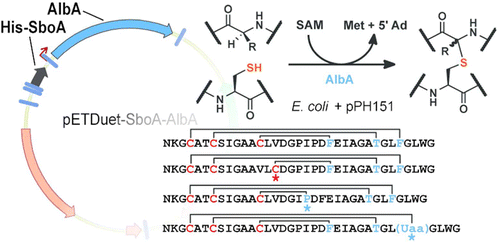 Production of Sactipeptides in Escherichia coli: Probing the Substrate ...