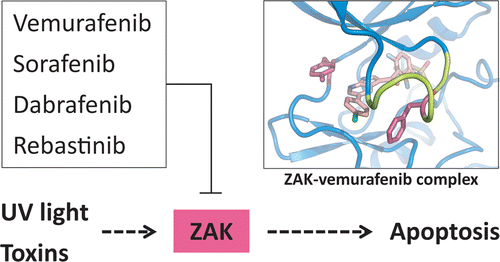 Structure of the Human Protein Kinase ZAK in Complex with Vemurafenib ...