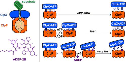Highly Dynamic Interactions Maintain Kinetic Stability of the ClpXP ...