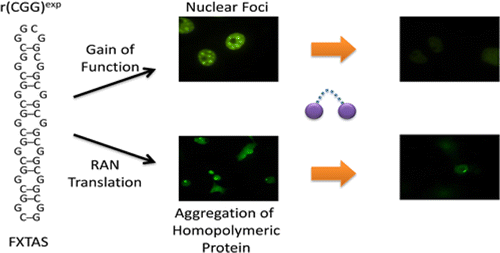Small Molecule Recognition and Tools to Study Modulation of r(CGG)exp ...