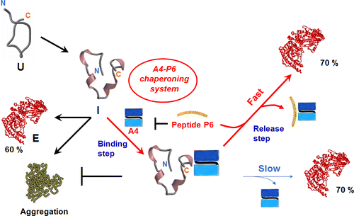 Designing an Antibody-Based Chaperoning System through Programming the ...