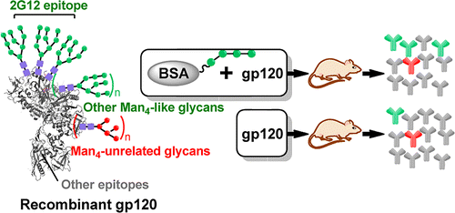 Altering the Specificity of the Antibody Response to HIV gp120 with a ...