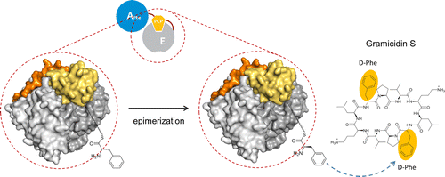 Interdomain and Intermodule Organization in Epimerization Domain ...