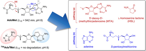 Functional AdoMet Isosteres Resistant to Classical AdoMet Degradation ...