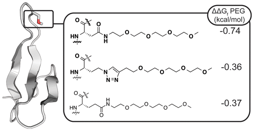Conjugation Strategy Strongly Impacts the Conformational Stability of a ...