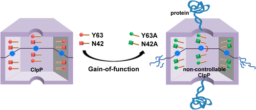 功能获得突变体的表征为ClpP结构提供了新的见解,ACS Chemical Biology - X-MOL