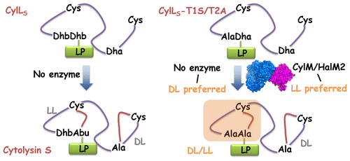 The Enterococcal Cytolysin Synthetase Coevolves with Substrate for ...