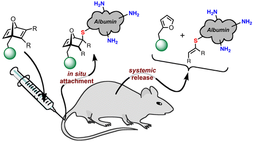 Albumin-Oxanorbornadiene Conjugates Formed ex Vivo for the Extended ...