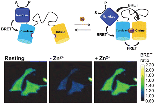 Dual Readout BRET/FRET Sensors for Measuring Intracellular Zinc,ACS ...