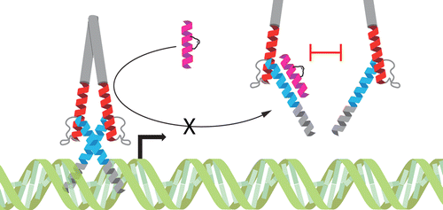Challenges in Targeting a Basic Helix–Loop–Helix Transcription Factor ...