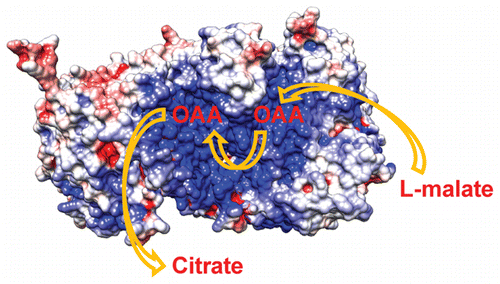 Direct Evidence for Metabolon Formation and Substrate Channeling in ...