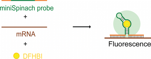 Live Cell Imaging of Endogenous mRNA Using RNA-Based Fluorescence “Turn ...