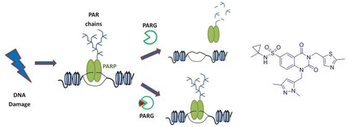 First-in-Class Chemical Probes against Poly(ADP-ribose) Glycohydrolase ...