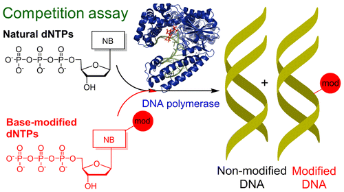 5-Substituted Pyrimidine and 7-Substituted 7-Deazapurine dNTPs as ...
