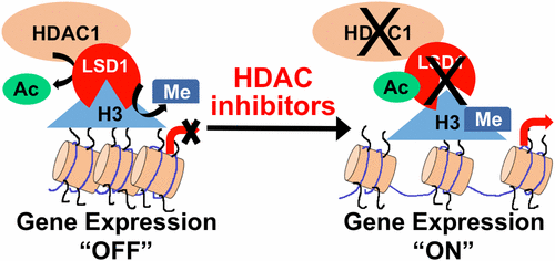 LSD1 Substrate Binding and Gene Expression Are Affected by HDAC1 ...
