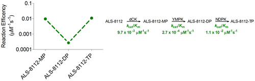 Activation Pathway of a Nucleoside Analog Inhibiting Respiratory ...