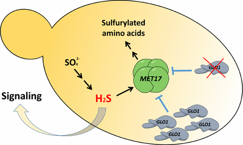 The GLO1 Gene Is Required for Full Activity of O-Acetyl Homoserine ...