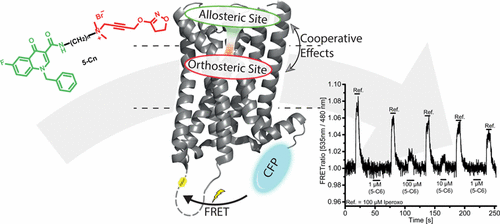 毒蕈碱型M 1 受体的喹诺酮类双配体及其结构类似物的FRET研究,ACS Chemical Biology - X-MOL