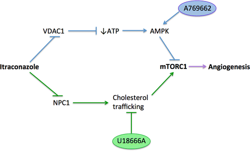 伊曲康唑同时靶向NPC1和VDAC1导致mTOR信号传导和血管生成的协同抑制,ACS Chemical Biology - X-MOL