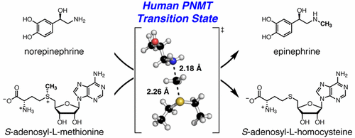 Kinetic Isotope Effects and Transition State Structure for Human ...