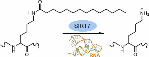 SIRT7是一种RNA激活的蛋白赖氨酸脱酰基酶,ACS Chemical Biology - X-MOL