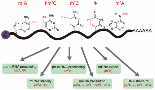 Chemical Modifications to RNA: A New Layer of Gene Expression ...
