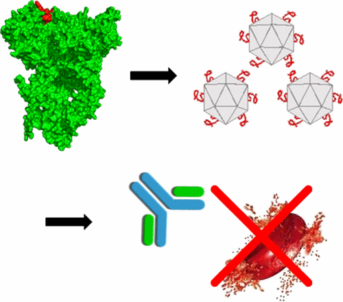 Development of Autologous C5 Vaccine Nanoparticles to Reduce Intravascular Hemolysis in Vivo,ACS ...