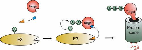 Proteolysis-Targeting Chimeras: Induced Protein Degradation as a Therapeutic Strategy,ACS ...