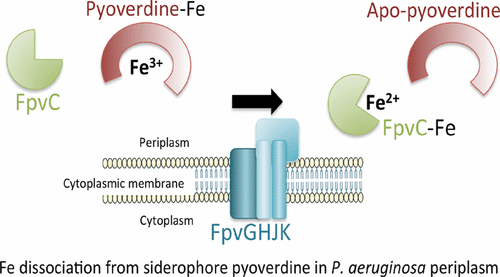 Iron Release from the Siderophore Pyoverdine in Pseudomonas aeruginosa ...
