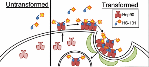 荧光Hsp90探针证明细胞外Hsp90与 体内 恶性肿瘤之间的独特关联 ,ACS Chemical Biology - X-MOL