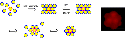 Synthesis of a Colloidal Molecule from Soft Microgel Spheres,ACS Macro ...