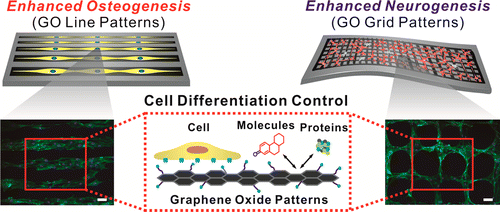 Controlling Differentiation of Adipose-Derived Stem Cells Using ...