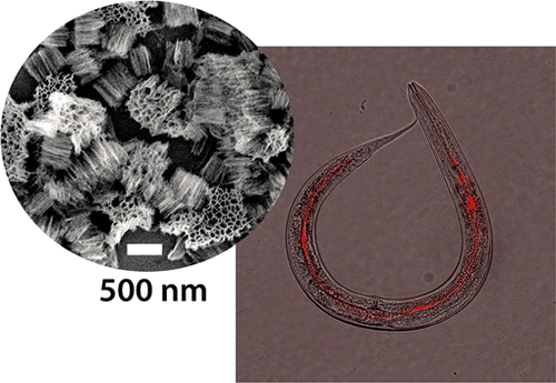 Protection and Delivery of Anthelmintic Protein Cry5B to Nematodes ...