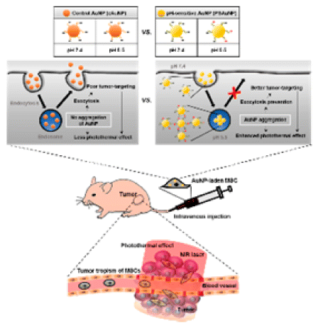 Mesenchymal Stem Cells Aggregate and Deliver Gold Nanoparticles to Tumors for Photothermal ...