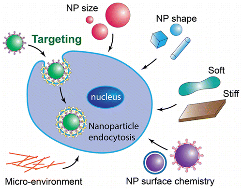 Physical Principles of Nanoparticle Cellular Endocytosis,ACS Nano - X-MOL