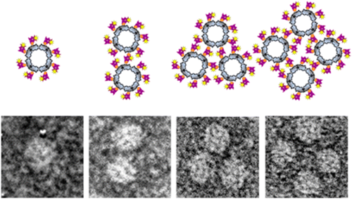 Self-Assembly of Ferritin Nanoparticles into an Enzyme Nanocomposite ...