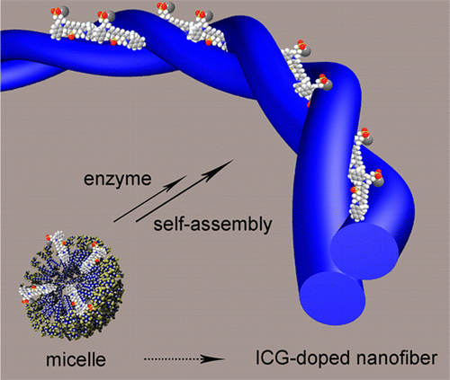 酶指导的超分子自组装的肿瘤特异性形成作为癌症治疗诊断学,ACS Nano - X-MOL
