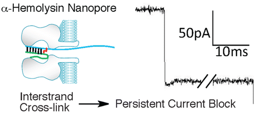 使用α-溶血素蛋白纳米孔表征链间DNA-DNA交联,ACS Nano - X-MOL