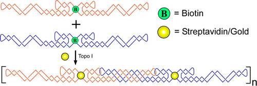 Covalent Linkage of One-Dimensional DNA Arrays Bonded by Paranemic ...