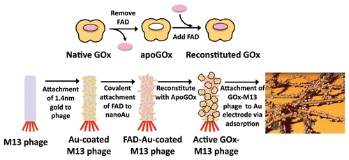 金涂层的M13噬菌体作为直接电子转移的葡萄糖氧化酶生物燃料电池的模板,ACS Nano - X-MOL