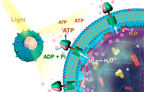 光系统II和ATPase的组装作为人工叶绿体进行光驱动ATP合成,ACS Nano - X-MOL