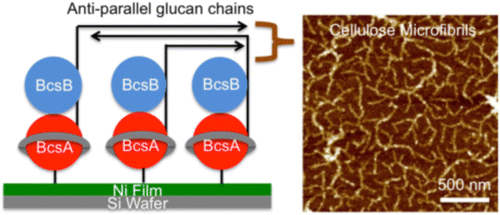 Cellulose Microfibril Formation by Surface-Tethered Cellulose Synthase ...