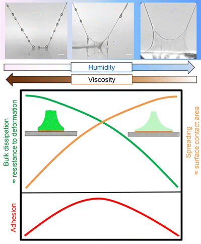 Spiders Tune Glue Viscosity to Maximize Adhesion,ACS Nano - X-MOL